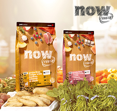 法鬥不好鬥？飼養法國鬥牛犬必須知道的6大健康照顧重點